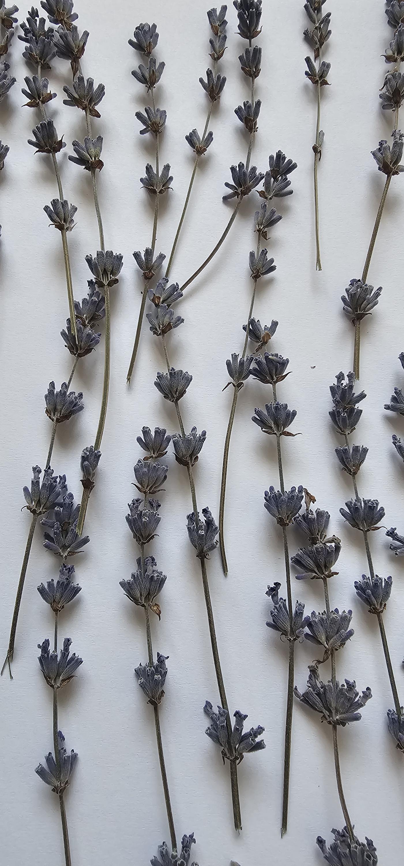 50 Dried Lavender Stems, Craft Supply Bundle - Etsy