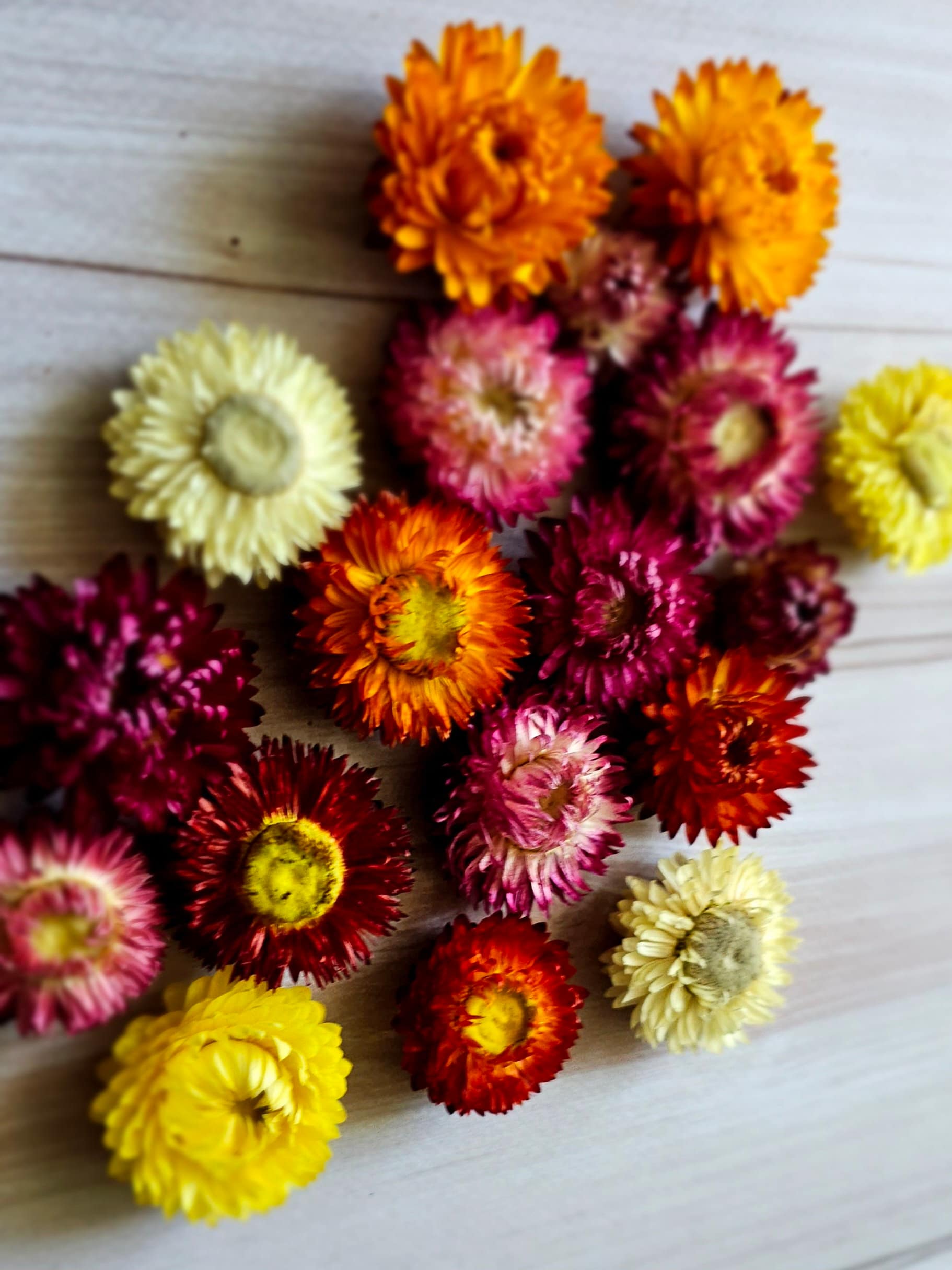 100 Dried Strawflower Heads, Craft DIY Supplies - Etsy