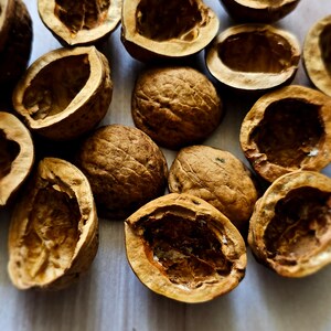 Natural Walnut Shell Halves, Craft Supply, Wedding Ornament - Etsy