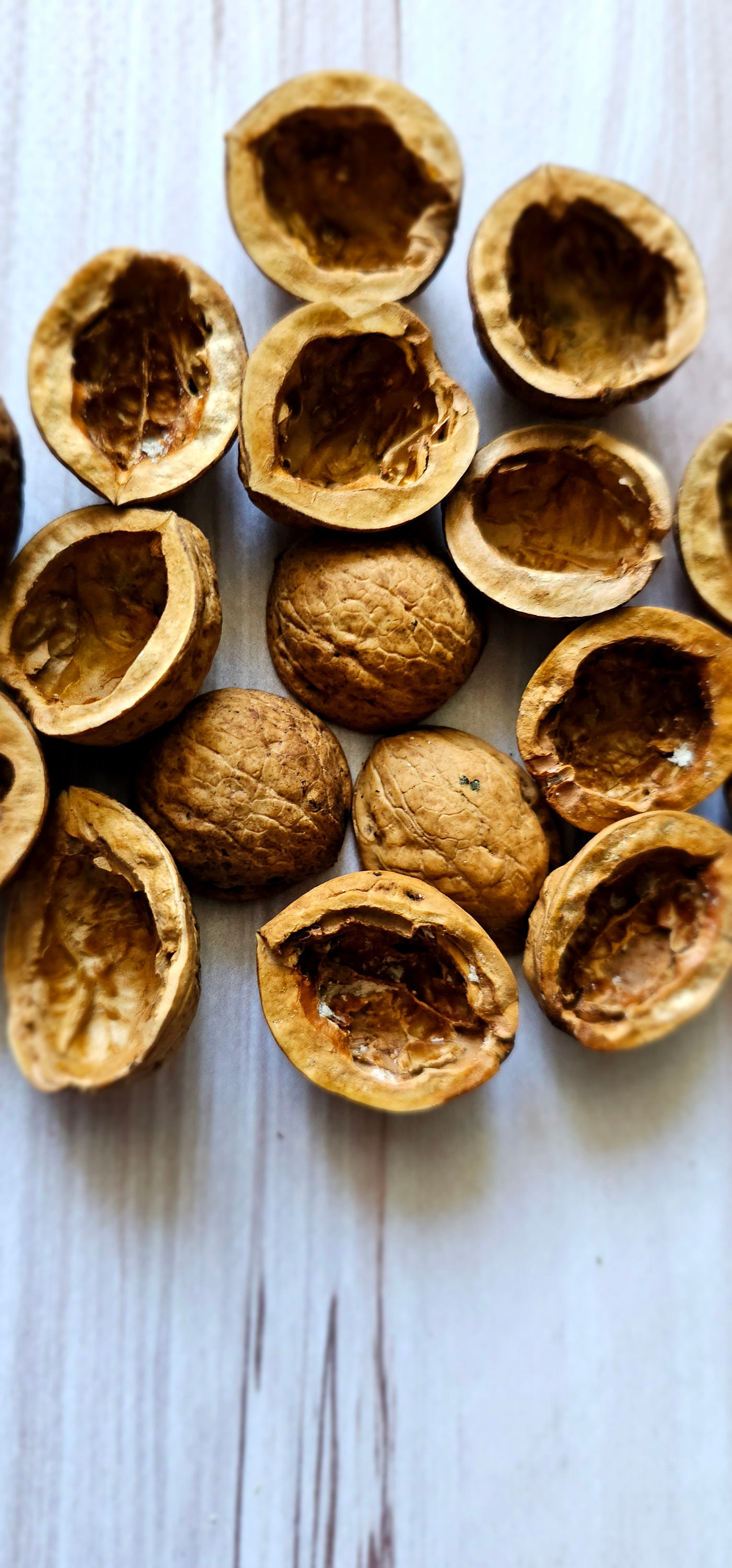 100 Walnut Shell Halves,walnut Halves Creativity,walnut Slices,walnut ...