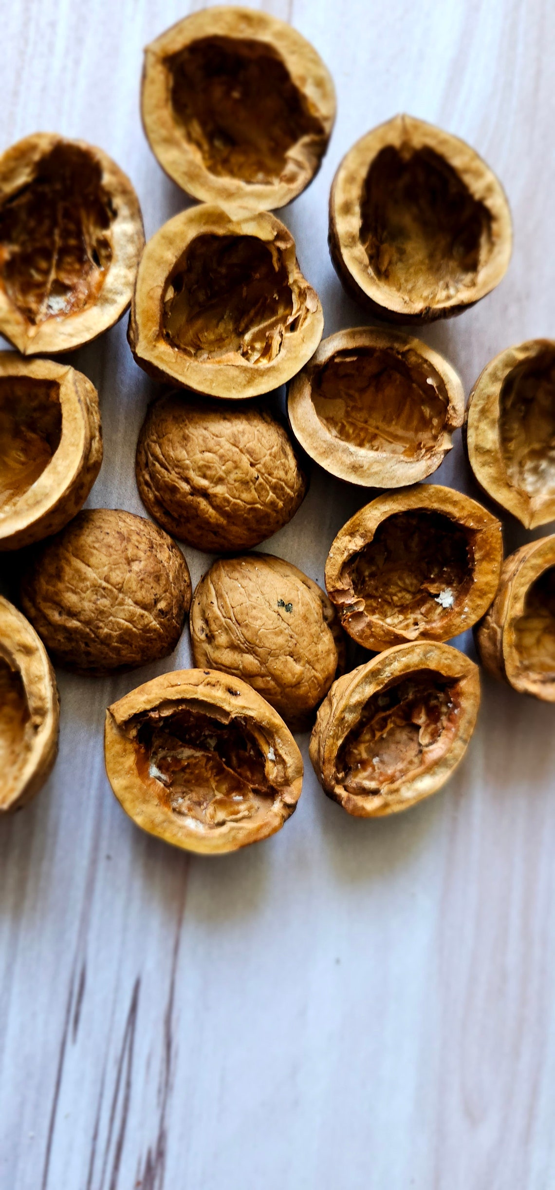 Natural Walnut Shell Halves, Craft Supply, Wedding Ornament - Etsy