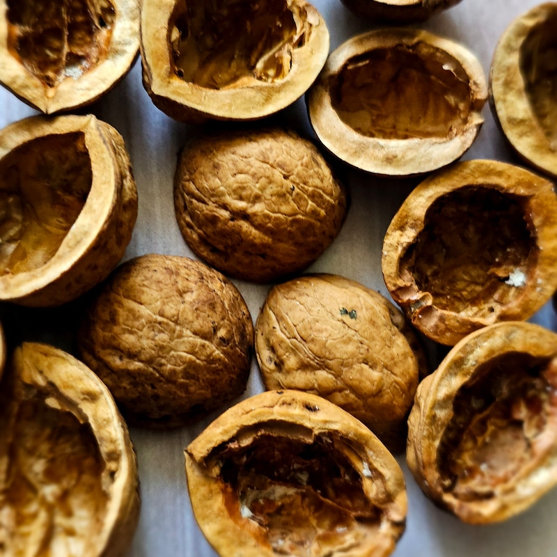 Walnut Shells - Etsy