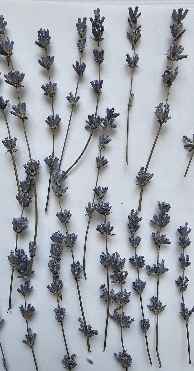 50 Dried Lavender Stems, Craft Supply Bundle - Etsy