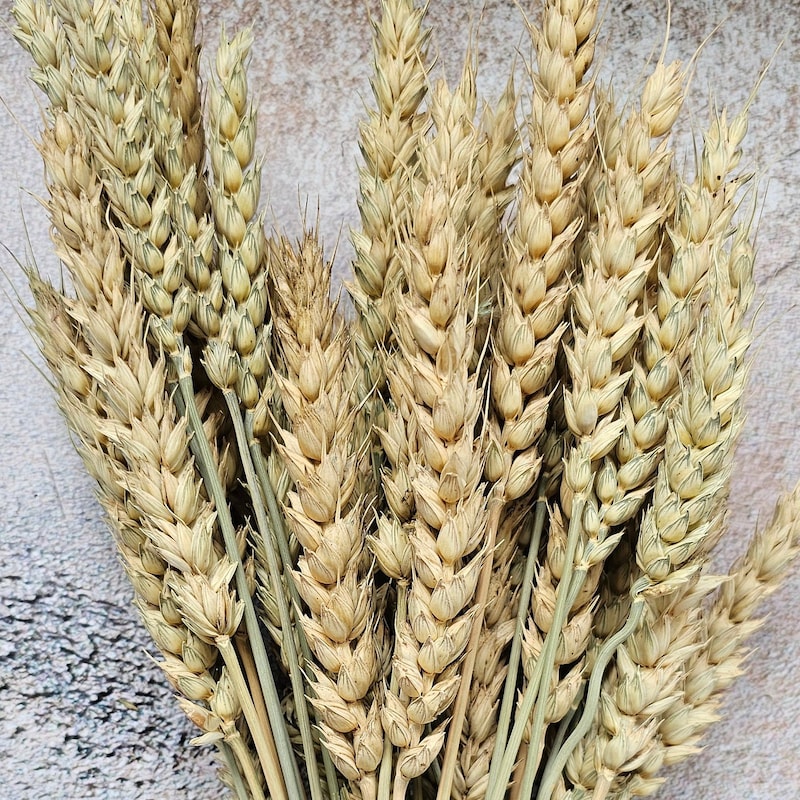 Dried Wheat - Etsy