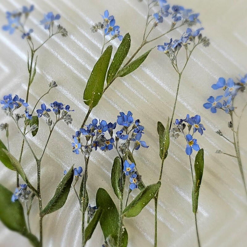 Dried Forget Me Not - Etsy