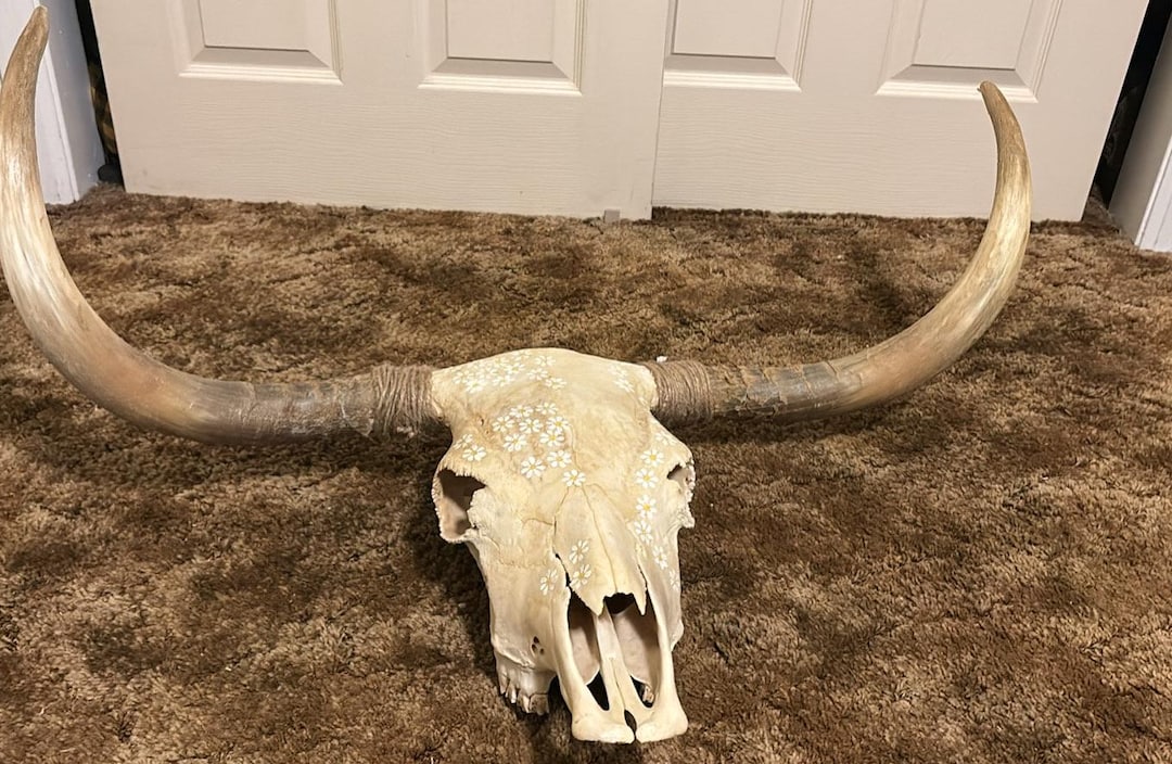 Hand Painted Highland Cow Skull - Etsy