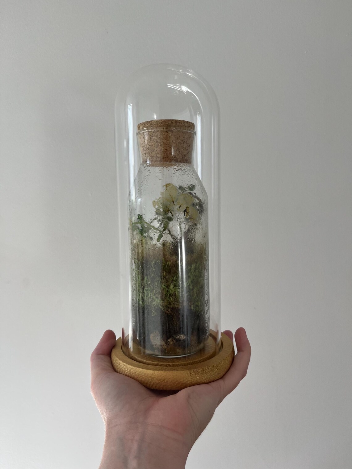 Long Bell Jar With Gold Wooden Base 29 V 11cm h, W Long Tall Glass Dome ...