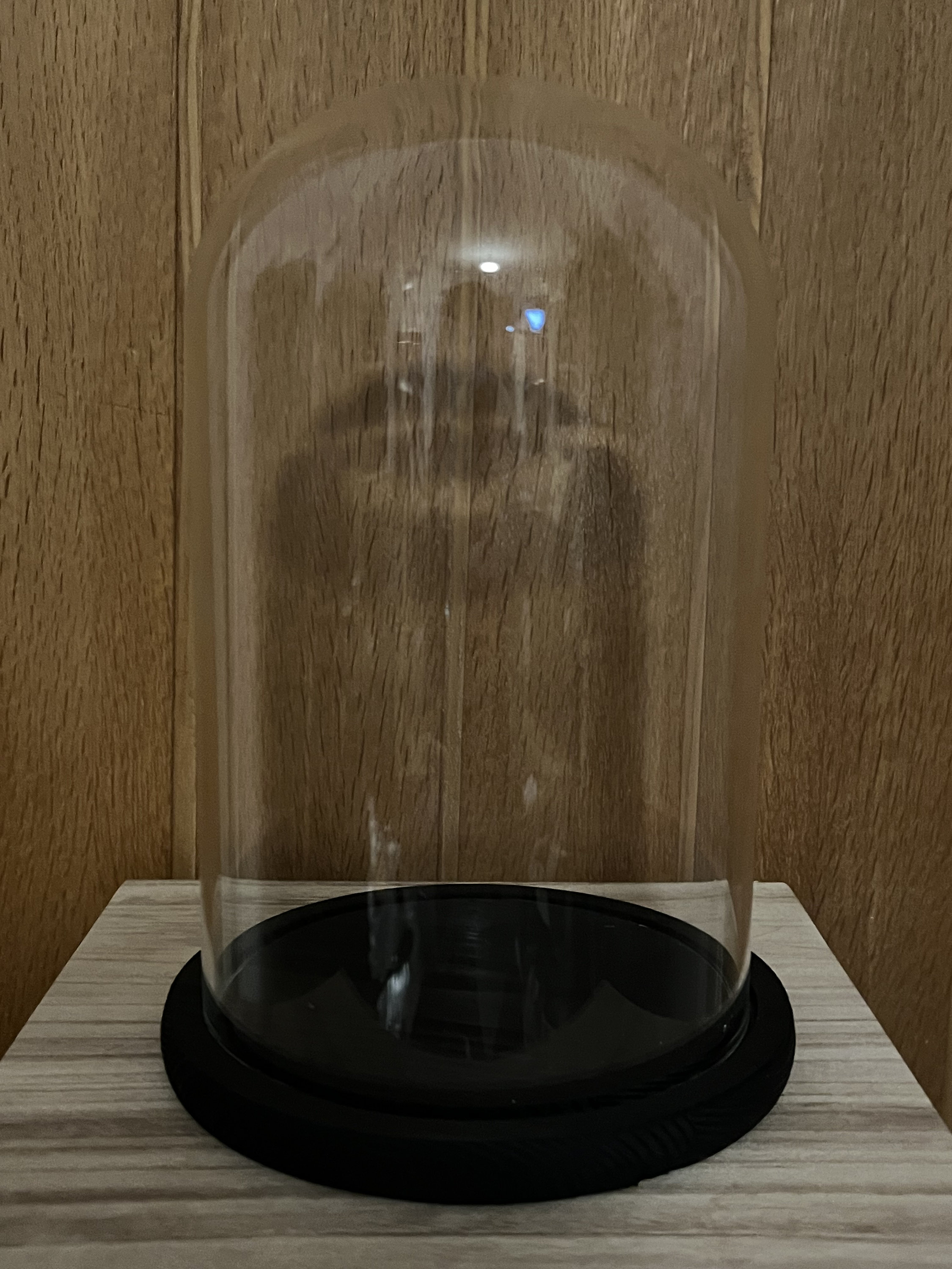 Large Glass Dome With Black Wooden Base | 26 V 17 Cm (h, W) | Extra ...