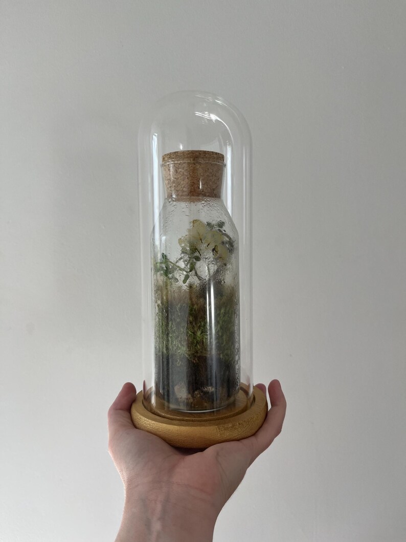 Long Bell Jar With Gold Wooden Base 29 V 11cm h, W Long Tall Glass Dome ...