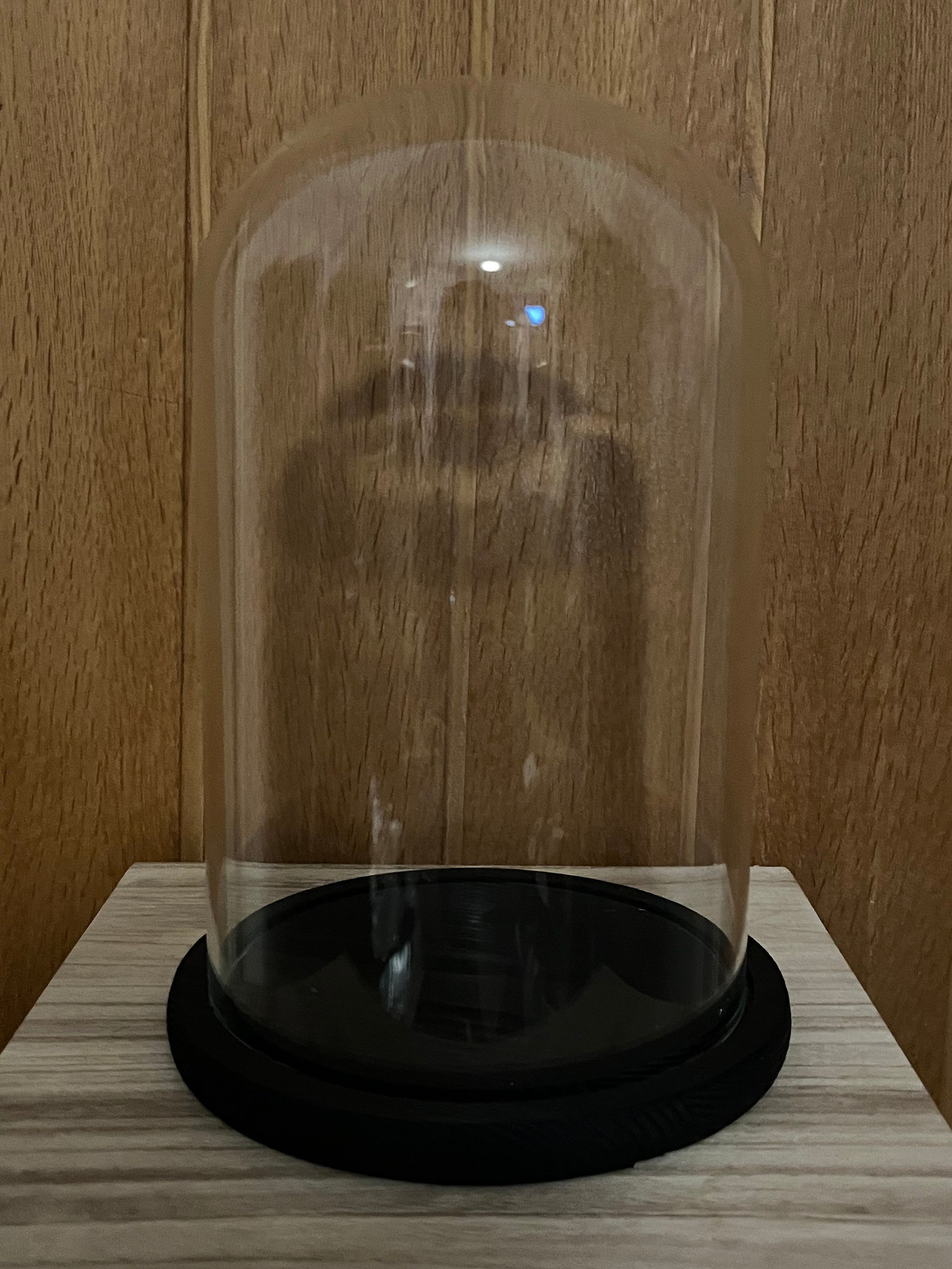 Large Glass Dome With Black Wooden Base | 26 V 17 Cm (h, W) | Extra ...
