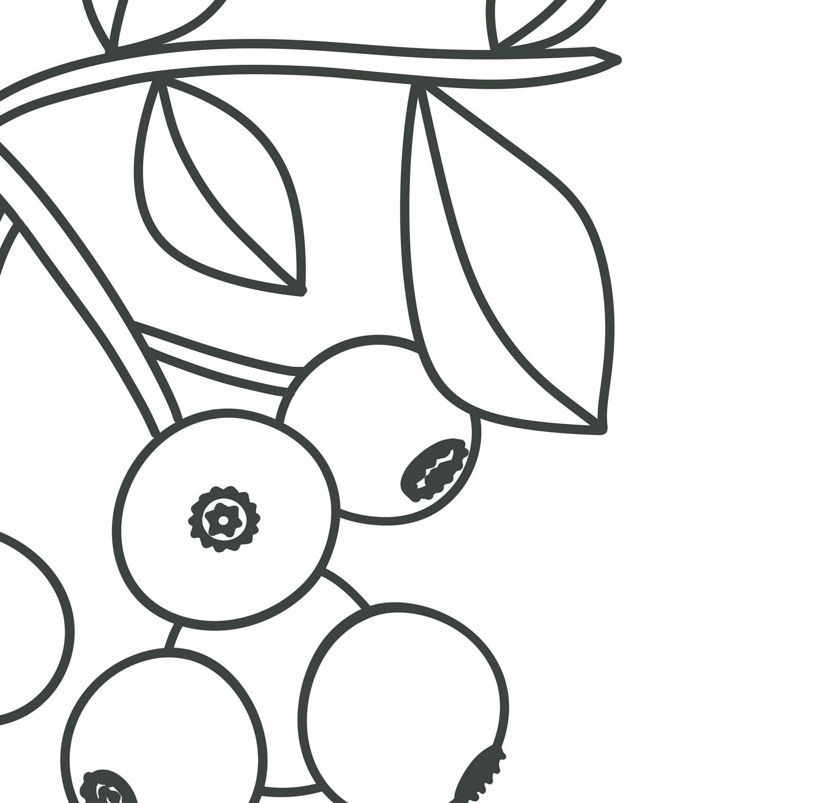 Botanical Blueberries: Simple Fruit Line Art - Etsy