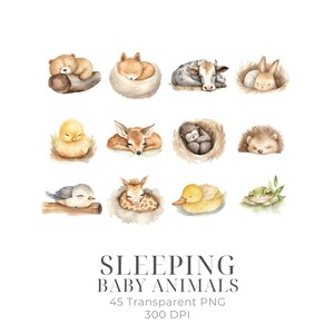 Sleeping Baby Animals Clipart, Sleeping Woodland, Cute Baby Animal PNG ...
