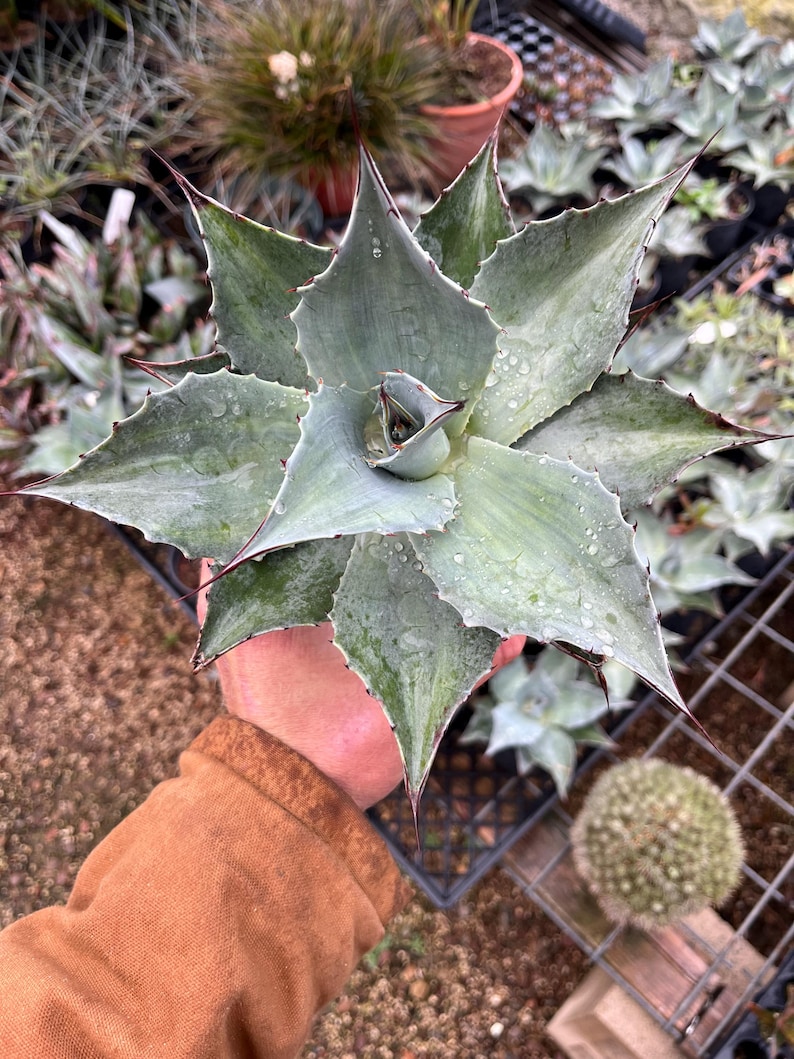 Agave Ovatifolia 'frosty Blue' - Cold Hardy Agave - Etsy