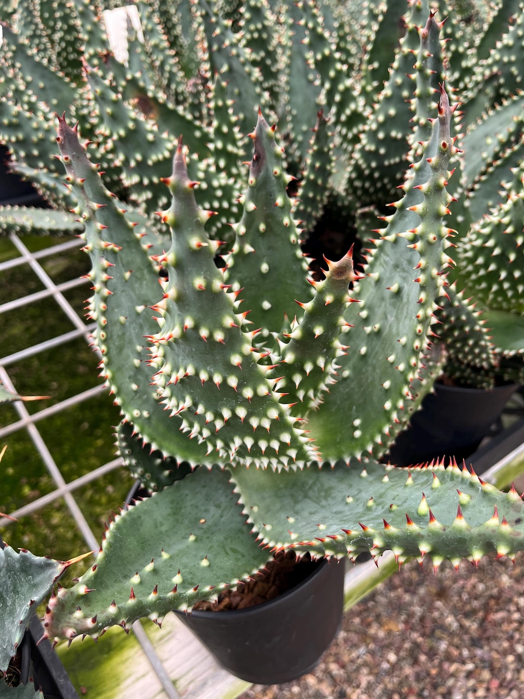 Aloe Aculeata- 'super Spiny'- South African Aloe - Etsy