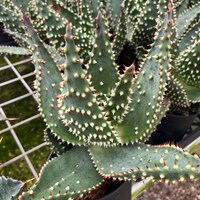 4" Aloe Hybrid [firecracker] - Etsy