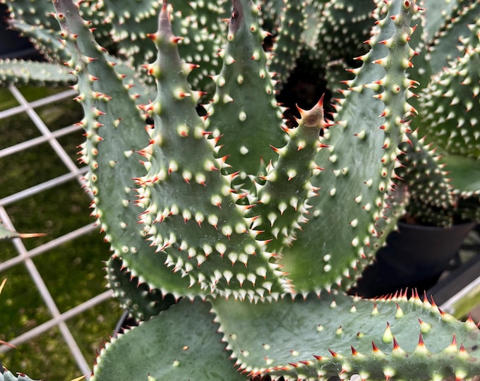 Aloe Ferox (cape Aloe) - Etsy