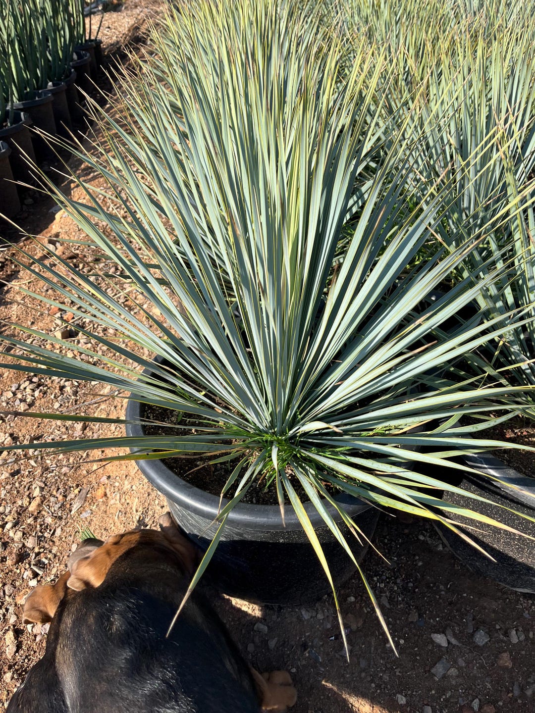 Yucca Rostrata – Cold Hardy Beaked Blue Yucca - Etsy