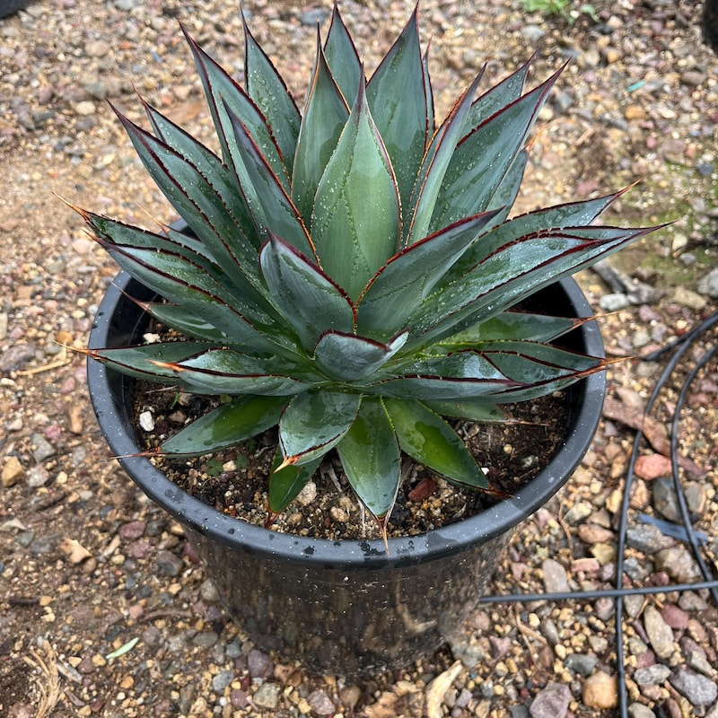 Agave Container - Etsy