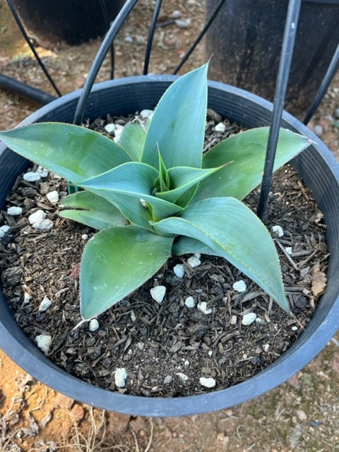 Hybrid Agave (titanota X Boutin's Blue) - Etsy