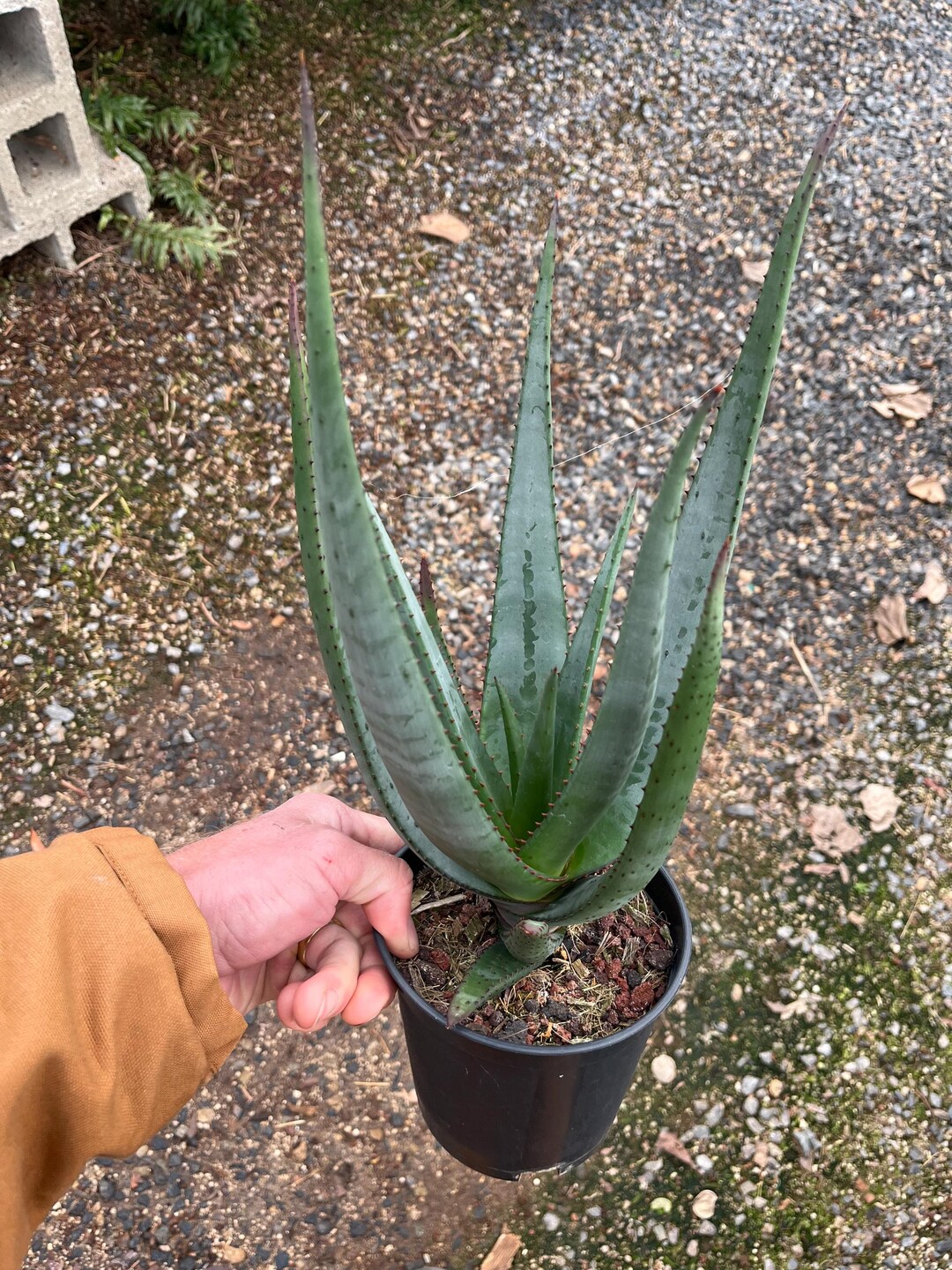 Aloe Wickensii - Etsy