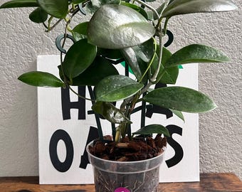Hoya Keysii hoya Australis 1yo Plant With 5-6 Leaves Well Rooted, Sent ...