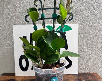 Hoya Keysii hoya Australis 1yo Plant With 5-6 Leaves Well Rooted, Sent ...