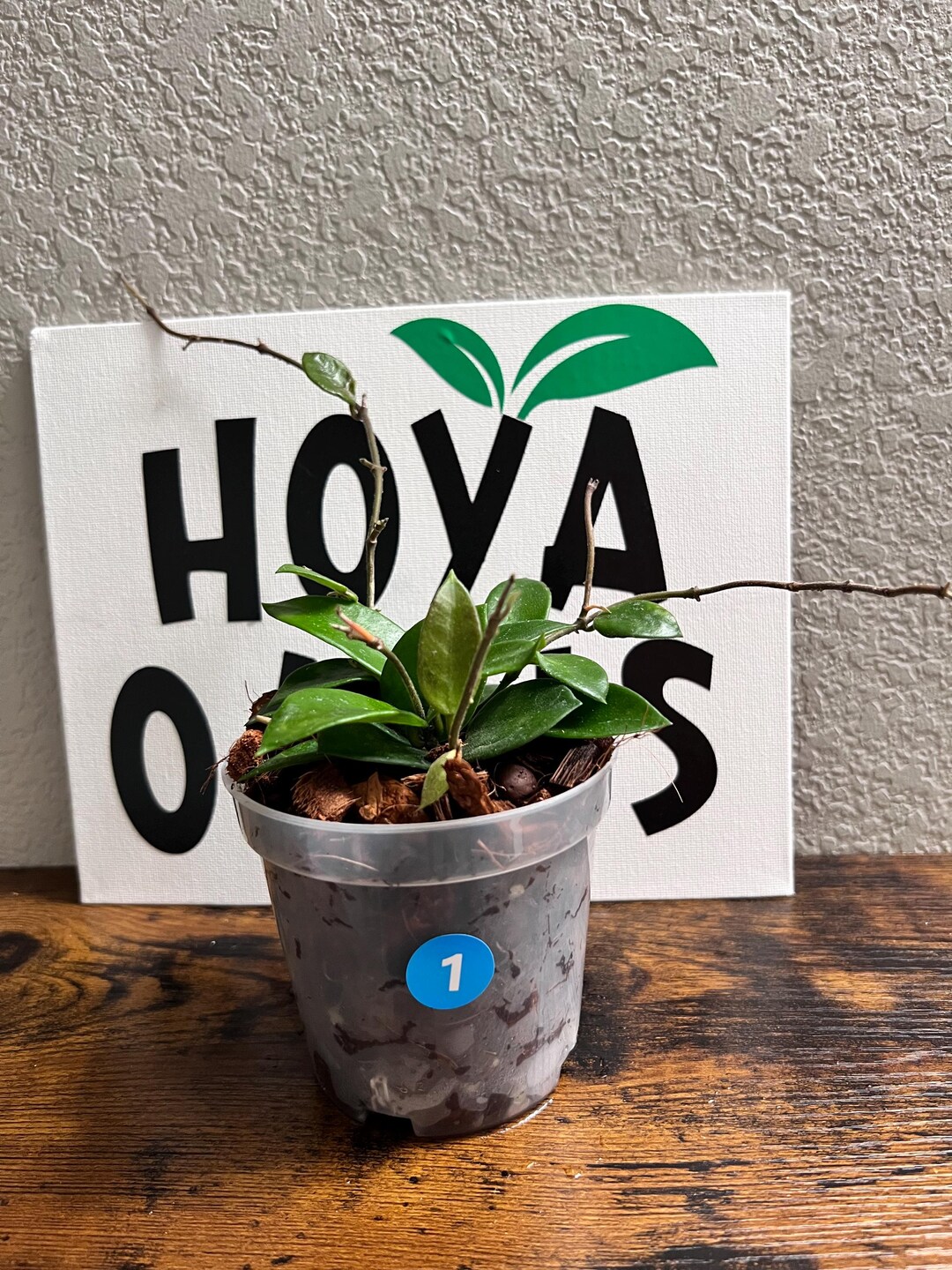 Hoya Cv. Chouke - Etsy