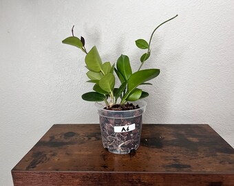 Hoya Keysii hoya Australis 1yo Plant With 5-6 Leaves Well Rooted, Sent ...