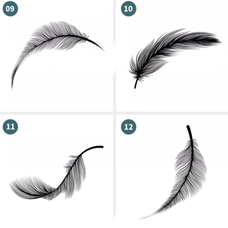 60+ Animal Feather Patterns Procreate Brush - Elegant Line Art for ...
