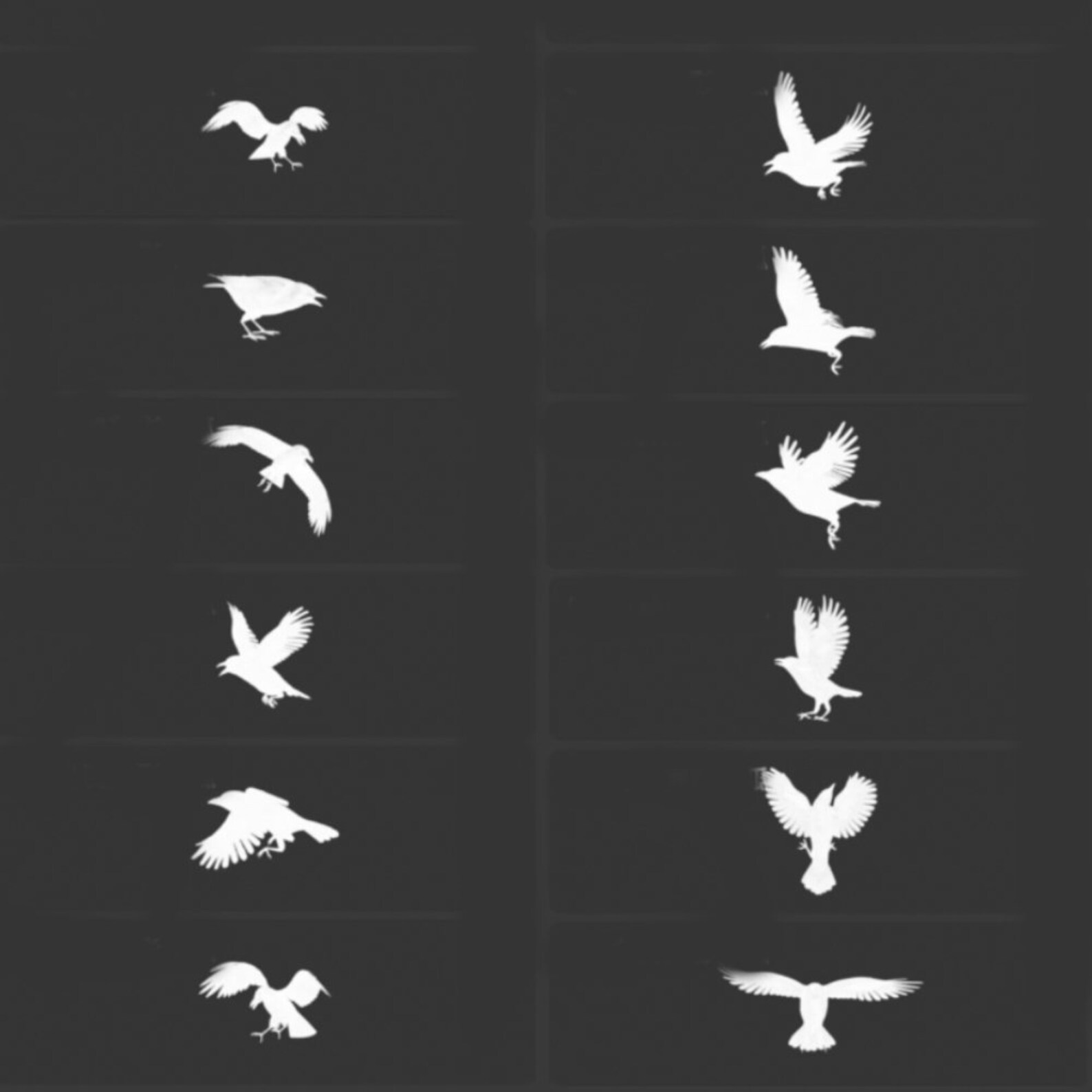 56 Anime Raven Silhouette Brushes for PS & Procreate | Dark Atmosphere ...