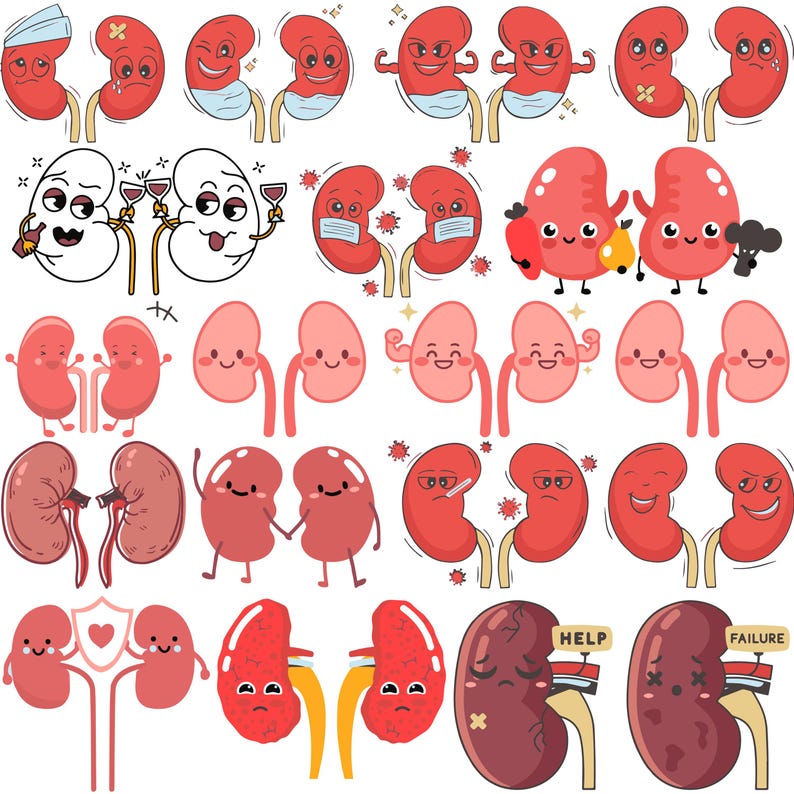 Kidney Svg Bundle, Kidney Silhouette, Kidney Vector, Kidney Clipart ...