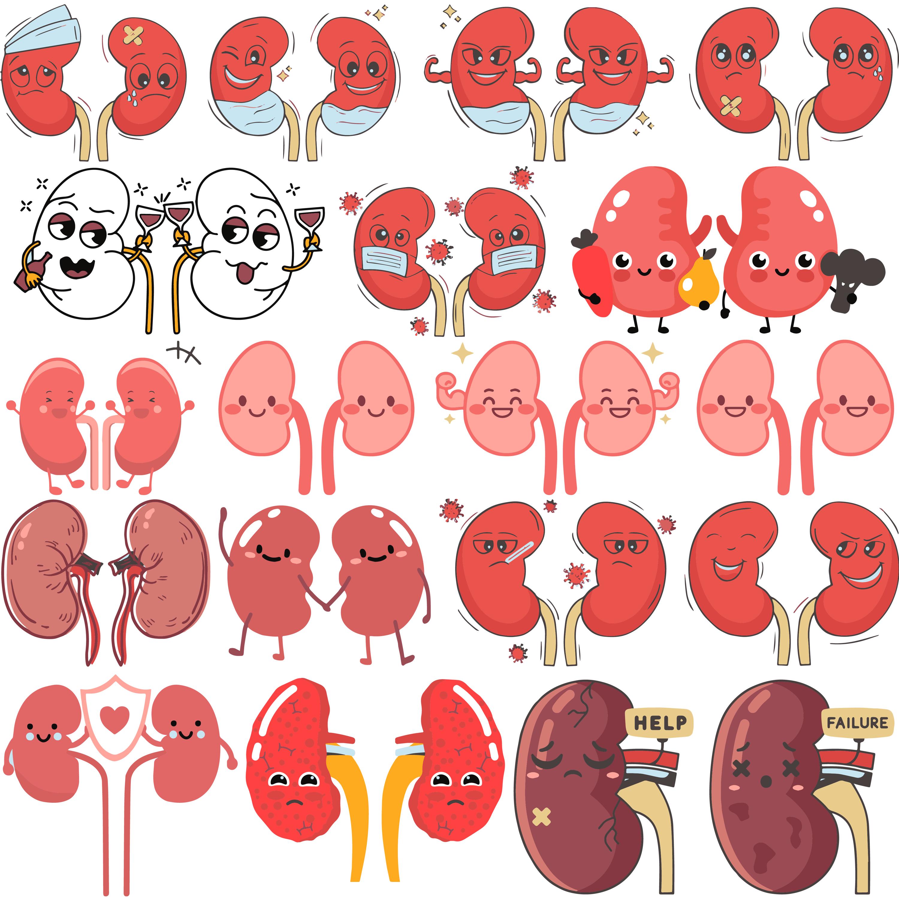 Kidney Svg Bundle, Kidney Silhouette, Kidney Vector, Kidney Clipart ...