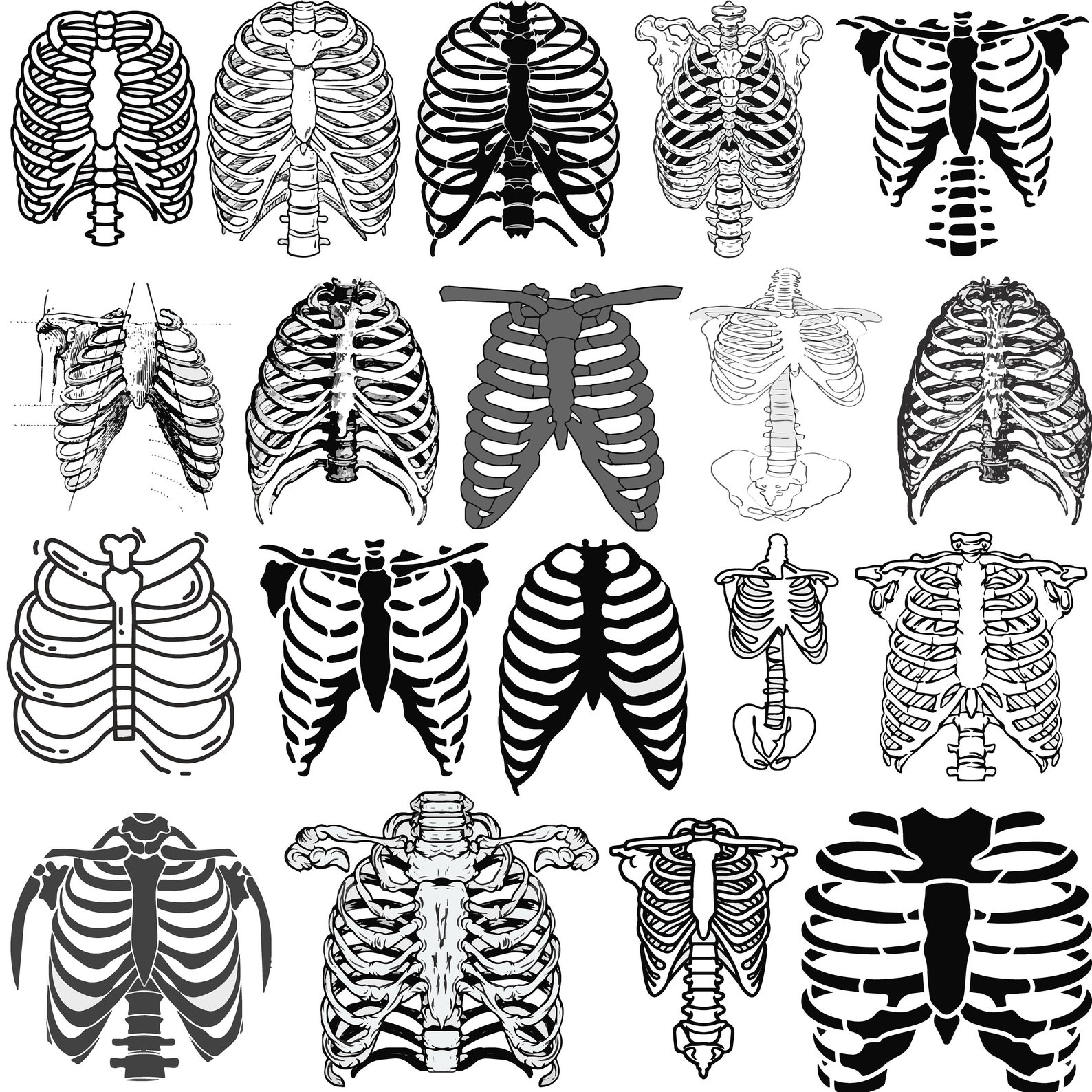 Skeleton Rib SVG Bundle, Skeleton Rib Clipart, Skeleton Rib Cut File ...