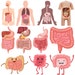 Digestive System SVG Bundle, Stomach Png,digestive System Dxf ...