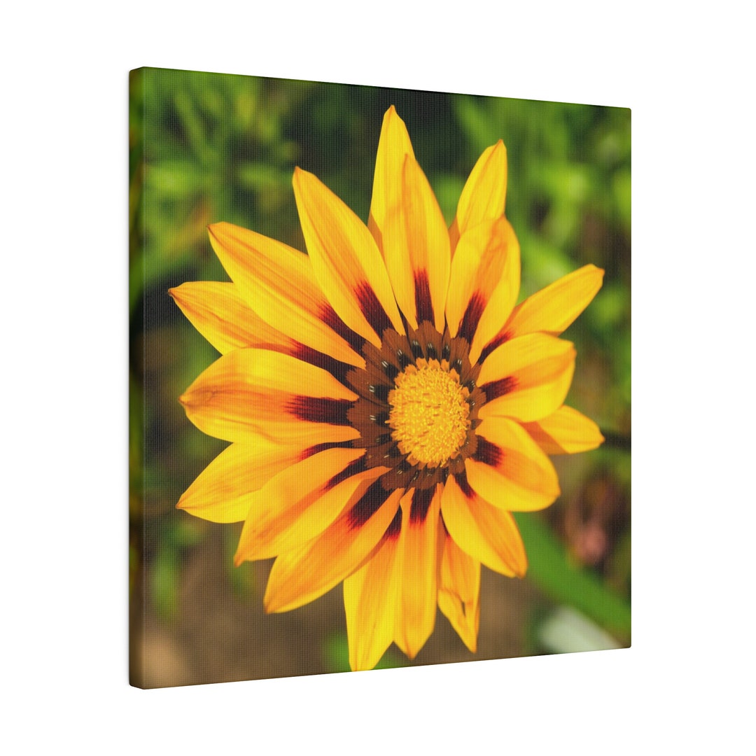 Gazania Rigens, Sometimes Called the Treasure Flower, Matte Canvas ...