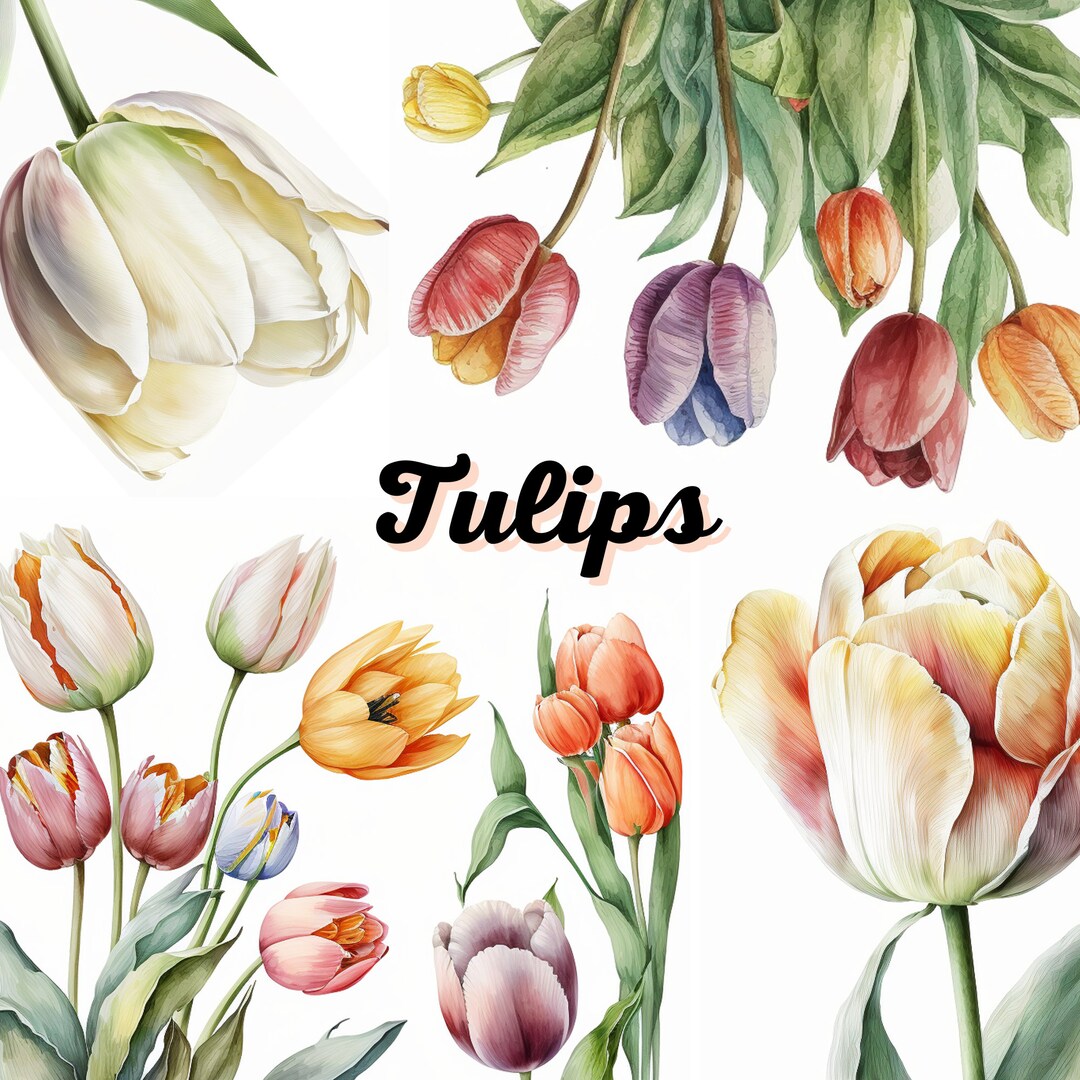 Tulips Watercolor Clipart, 10 Pngs High-quality 300 DPI, Commercial Use ...
