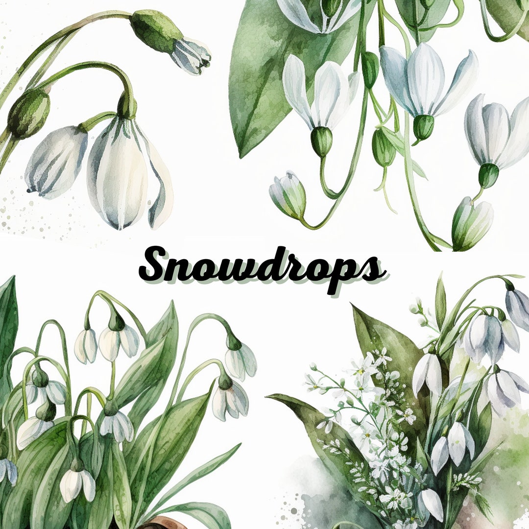 Snowdrops Watercolor Clipart, 10 Pngs High-quality 300DPI, Commercial ...