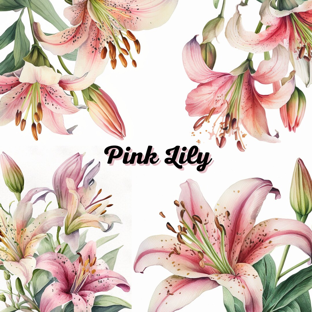 Pink Lily Watercolor Clipart, 10 High-quality Pngs 300 DPI, Commercial ...