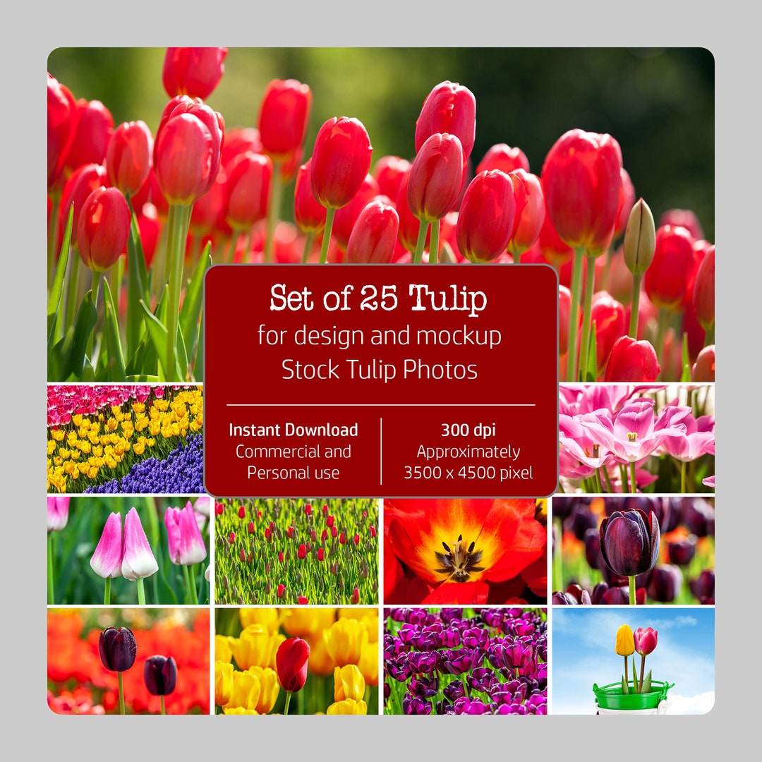 Set of 25 Tulip Photos, Instant Download, Tulip Photography, Stock ...