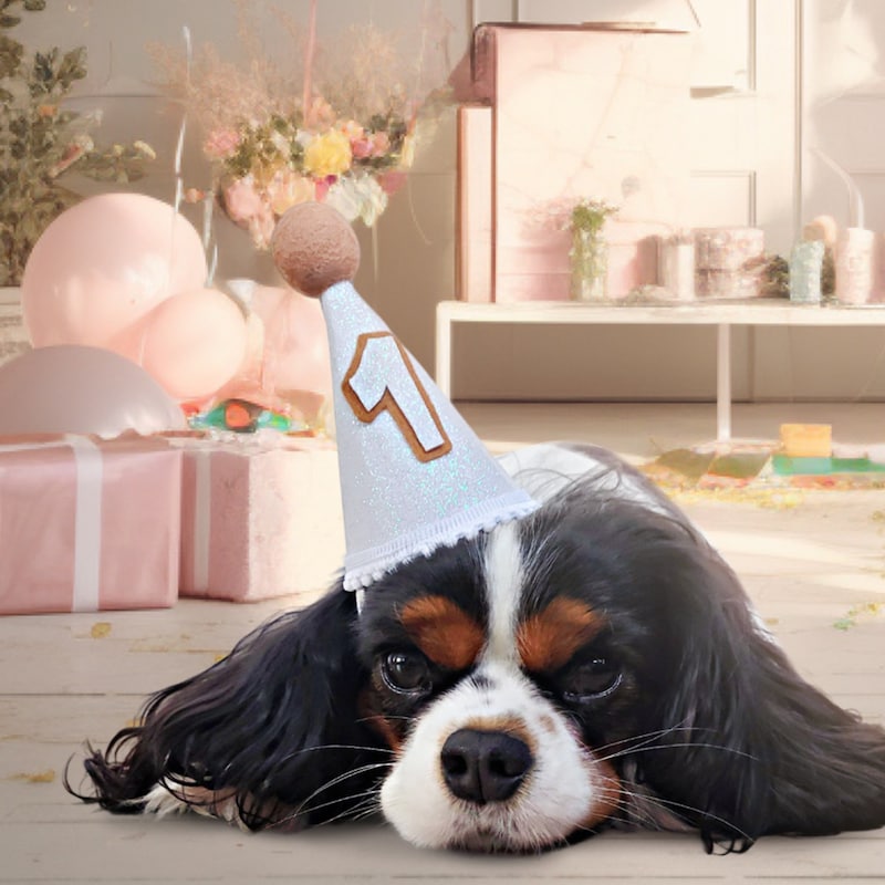 Dog Birthday Hat - Etsy