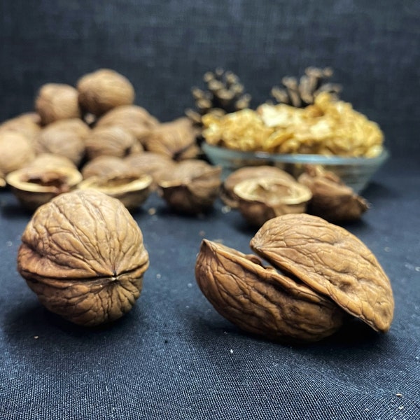 Walnut Shells - Etsy