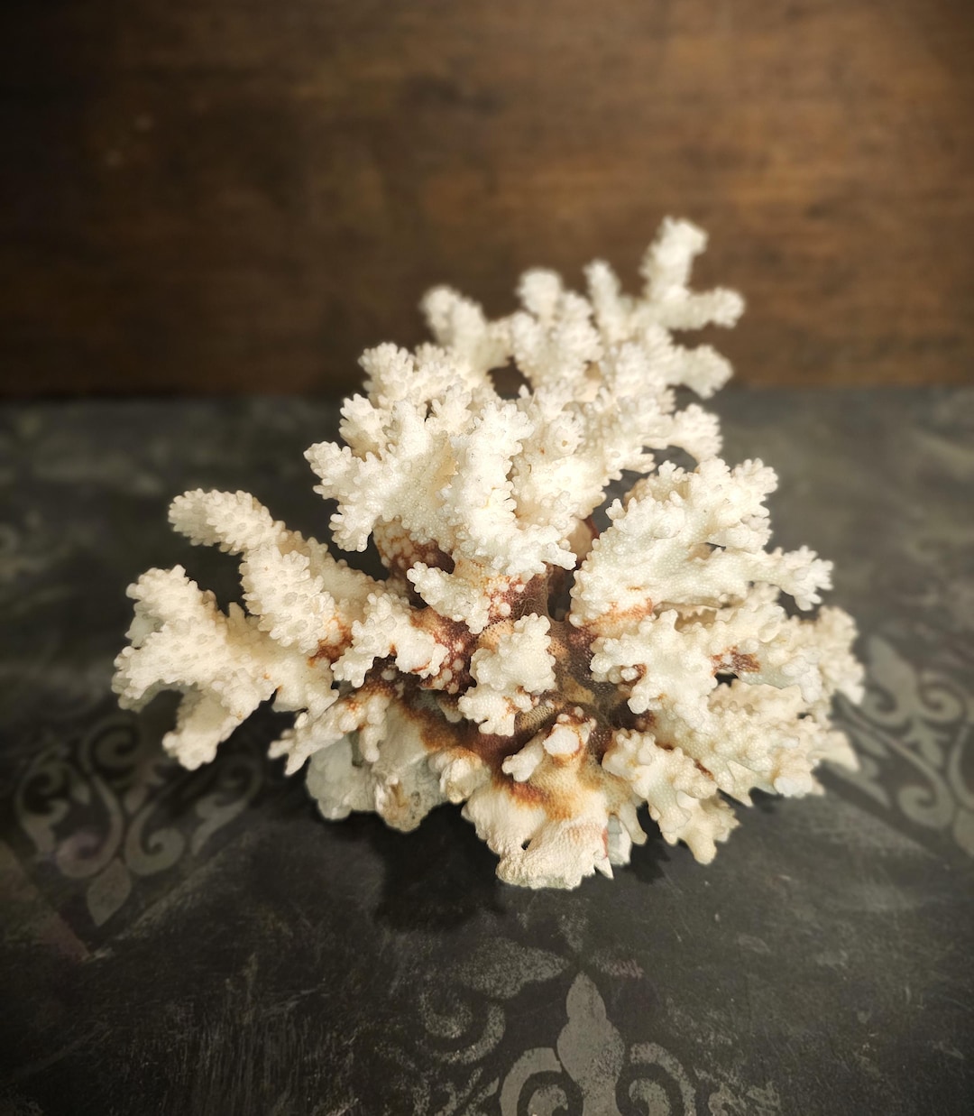 Natural White Coral Tree: Coastal Home Decor (1098 G) - Etsy