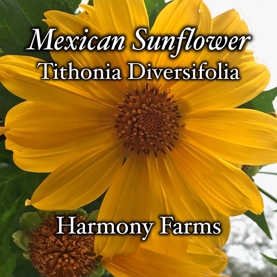 Mexican Sunflower - Tithonia Diversifolia | SEEDS - Etsy