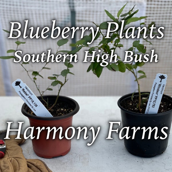Blueberry Plant - Etsy