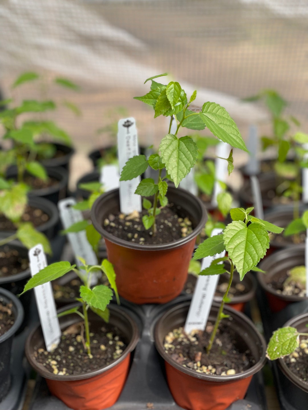 Dwarf Everbearing Mulberry Tree Morus Nigra Live Potted Plant - Etsy