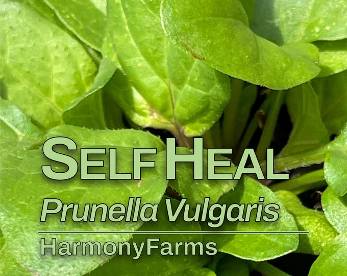 Self Heal | Heal-all | LIVE Potted Plant | Prunella Vulgaris | - Etsy