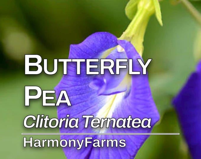Blue Butterfly Pea | LIVE Plant | Clitoria Ternatea | Edible Flowers ...