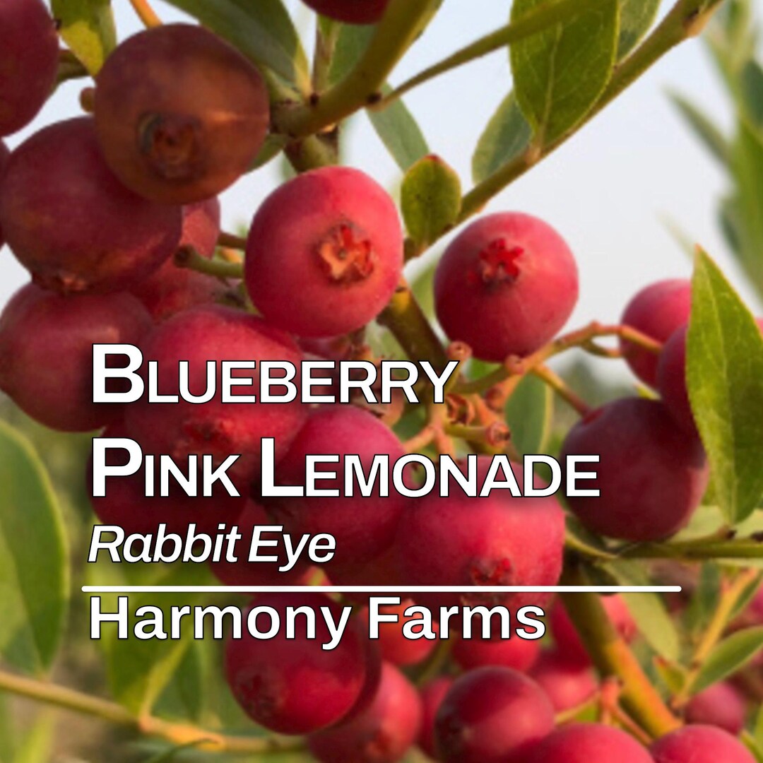 Pink Lemonade Blueberry Plant: Live Potted Rabbiteye Variety - Etsy