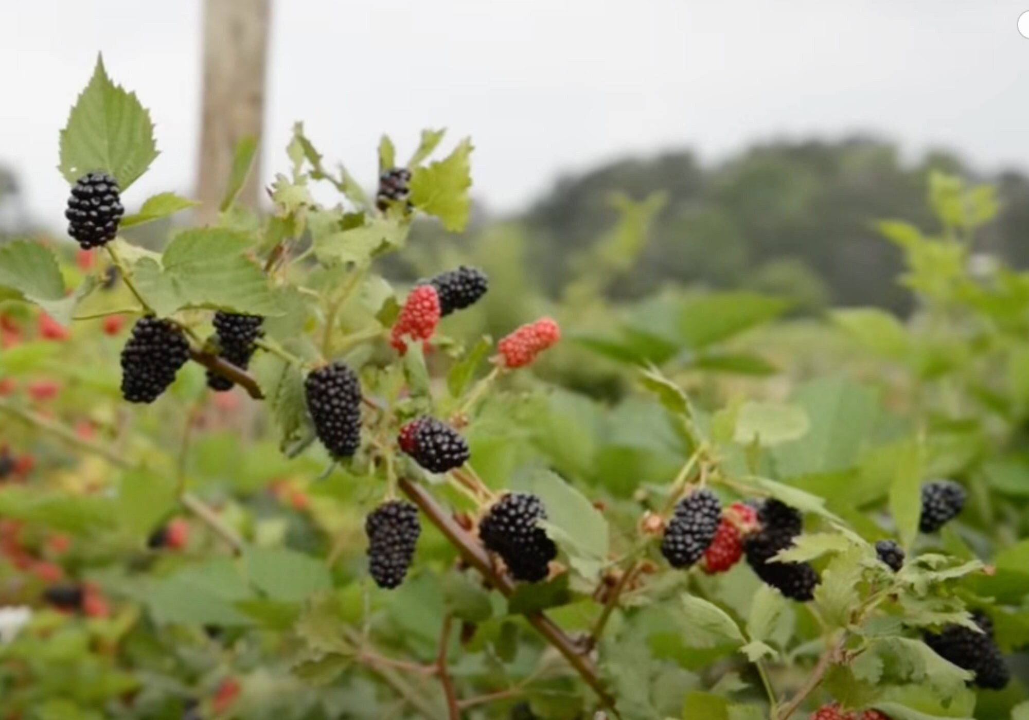 Blackberry Thornless LIVE Potted PLANT Natchez - Etsy