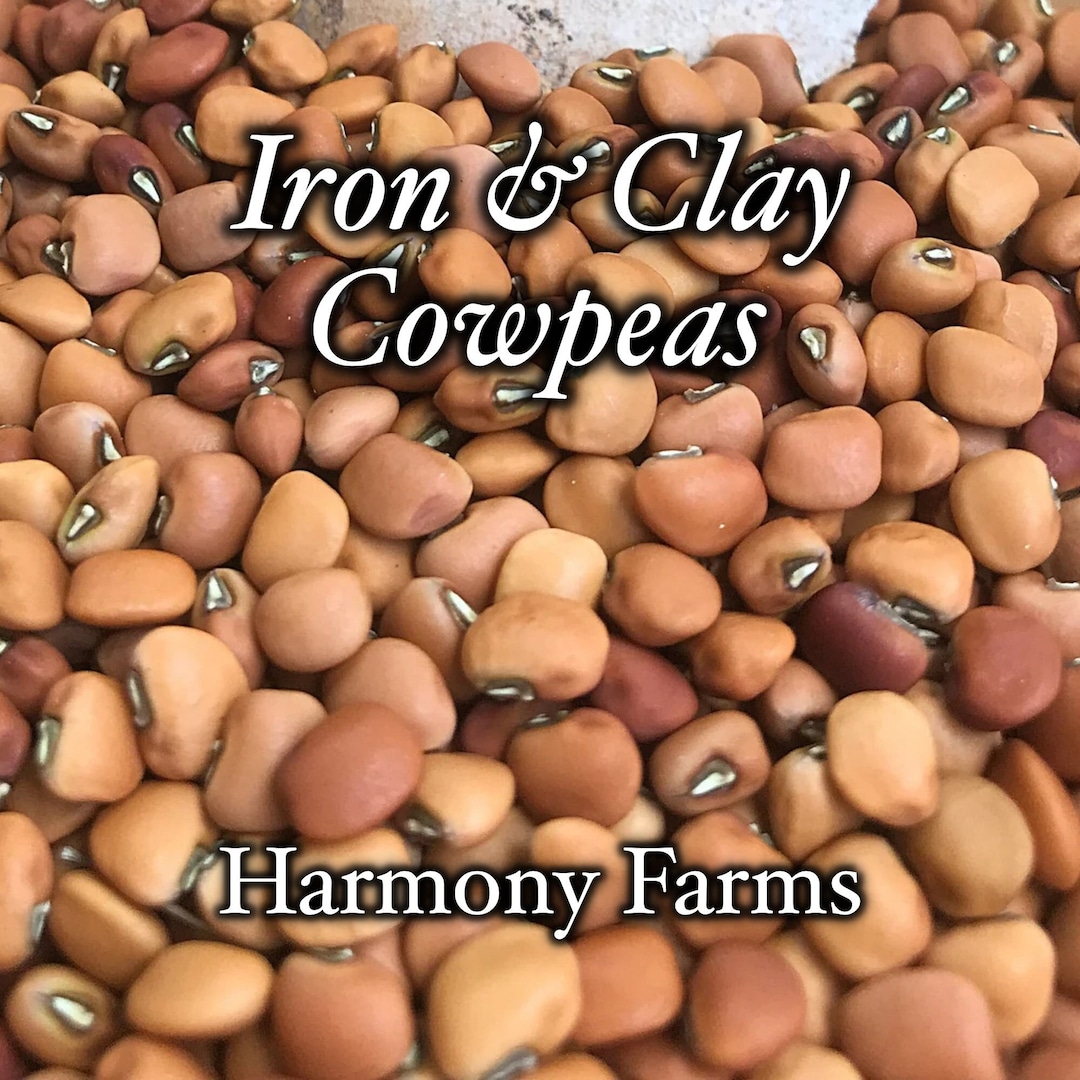 Iron & Clay Cowpea | Heirloom SEEDS - Etsy